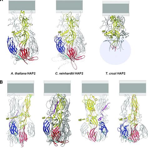 Side To Side Comparison Of The Hap2 Structures And Relation To Viral
