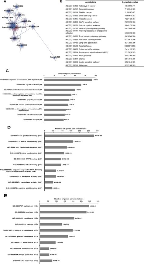 The Network Pathway Analysis And Functional Annotation By Go For