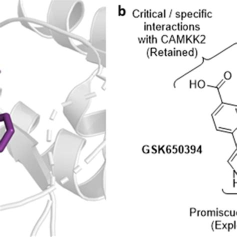 Pdf Hinge Binder Scaffold Hopping Identifies Potent Calcium