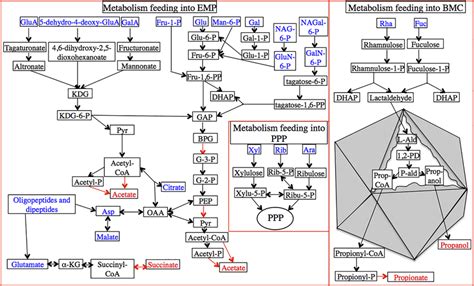Metabolic Reconstruction Deduced From Latescbacteria Sags Metabolism
