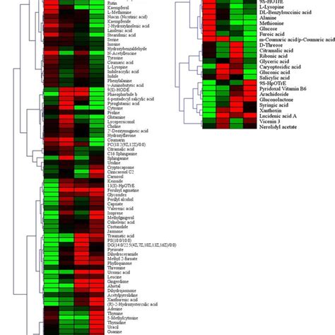 Heat Map And Clustering Analysis Of 126 Metabolites In Wheat Flag Leaf