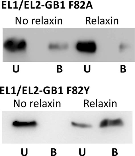 Streptavidin Pulldown Assay To Determine Relaxin Binding To El1 El2 Gb1