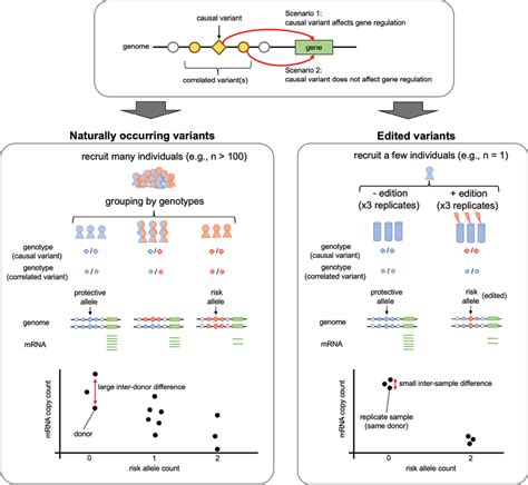 Eqtl Analyses Using Naturally Occurring Variants And Genome Editing