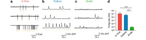 Comparison Of The Spontaneous Firing Rates Of Ca1 Neurons Between The