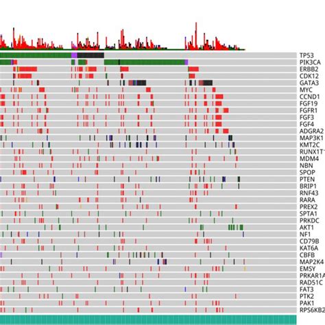 Comprehensive Somatic Mutation Spectrum Of The 524 Patients Each