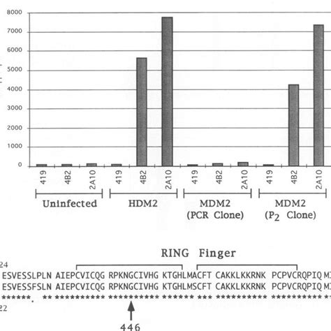 A Point Mutation In The Ring Finger Domain Of Mdm2 Abolishes Specific