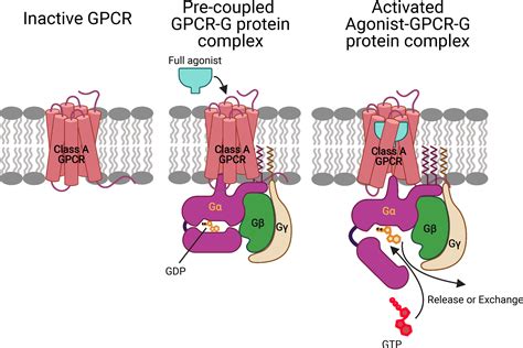 The Pathways Connecting G Protein Coupled Receptors T