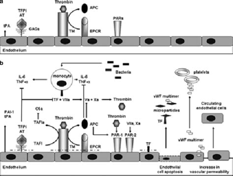 Endothelium Associated Mediators Of Coagulation And Inflammation Panel