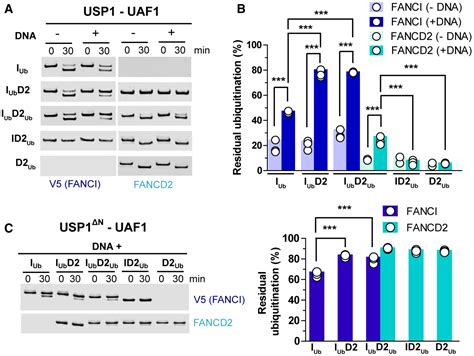 Structural And Biochemical Basis Of Interdependent Fanci‐fancd2