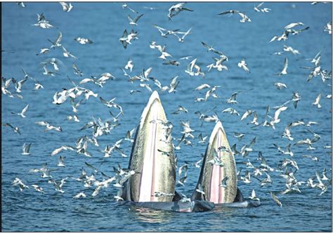 a female bryde s whale and her calf feed on anchovies in the gulf of