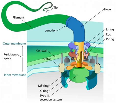Flagella And Cilia Definition Structure And Functions Rs Science