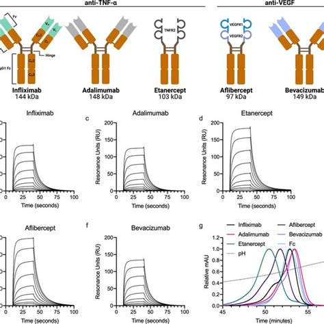 Fc Fused Modalities Affect Fcrn Binding Throughout The Ph Gradient A