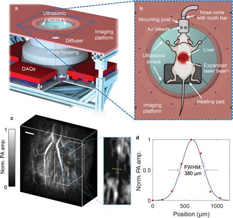Non‐invasive 3d Photoacoustic Tomography Of Angiographic Anatomy And