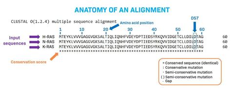 Multiple Sequence Alignment Astonishingceiyrs