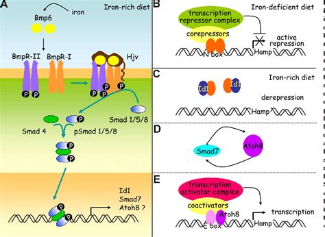 Figure 1 From Iron Regulates Phosphorylation Of Smad1 5 8 And Gene