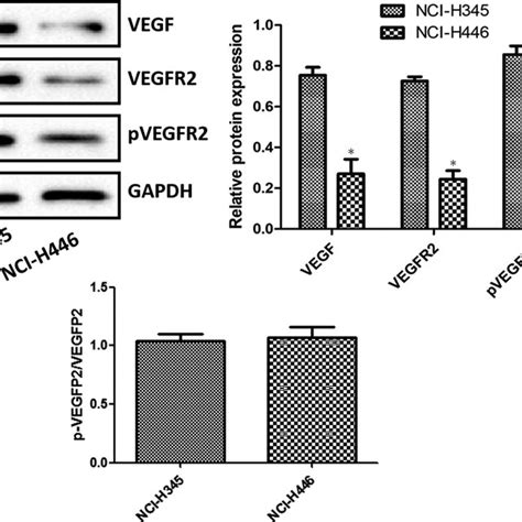 Levels Of Vegf Vegfr2 And Pvegfr2 In Nci‐h345 And Nci‐h446 Cells Which