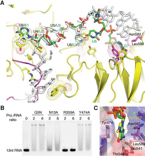 Structural Basis For Snrna Recognition By The Double Wd40 Repeat Domain
