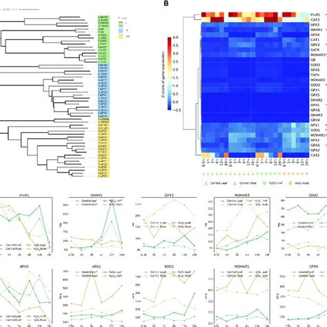 Dynamics Of Gene Expression In The Samples K Means Clustering Grouped
