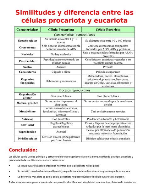 Diferencias Y Similitudes Entre Celula Eucariota Y Procariota