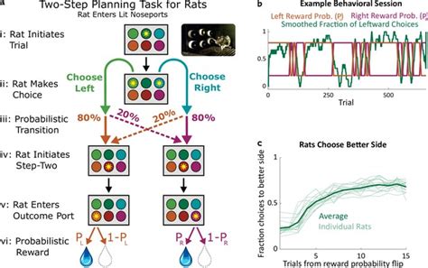 Value Representations In The Rodent Orbitofrontal Cortex Drive Learning