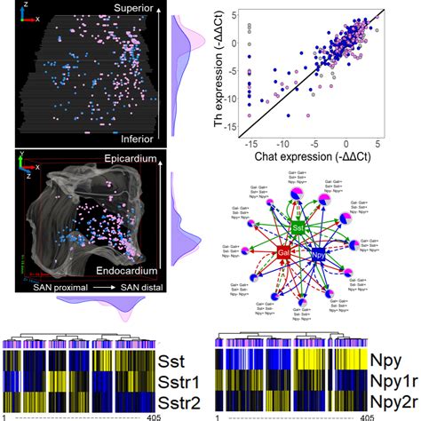 Spatially Tracked Single Cell Transcriptomics Map Of Neuronal Networks
