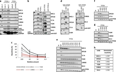 Precise Definition Of Pten C Terminal Epitopes And Its Implications In
