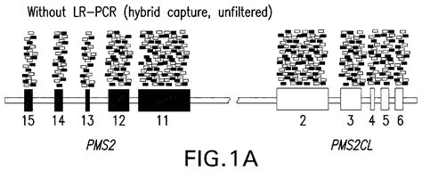 Method For Detecting Genetic Variation In Highly Homologous Sequences