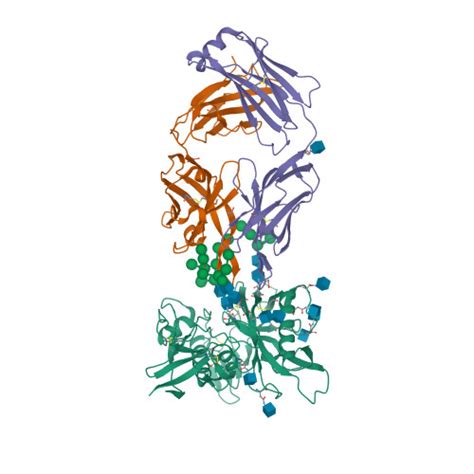 Rcsb Pdb 6bf4 Crystal Structure Of Hiv 1 Clade Ae Strain Cne55 Gp120