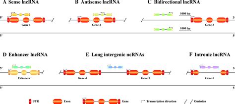 The Classification Of Lncrnas The Six Types Of Lncrnas Include Sense