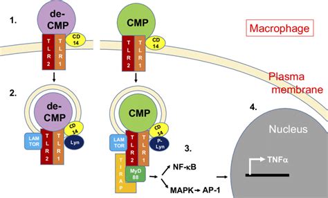 Phagocytosis And Toll Like Receptor 2 Tlr2 Mediated M1 Activation By