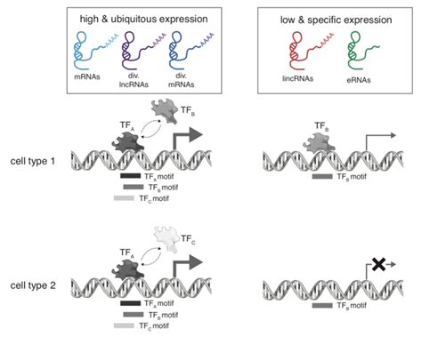 Model Overlapping Tf Motifs Are Associated With High Expression And