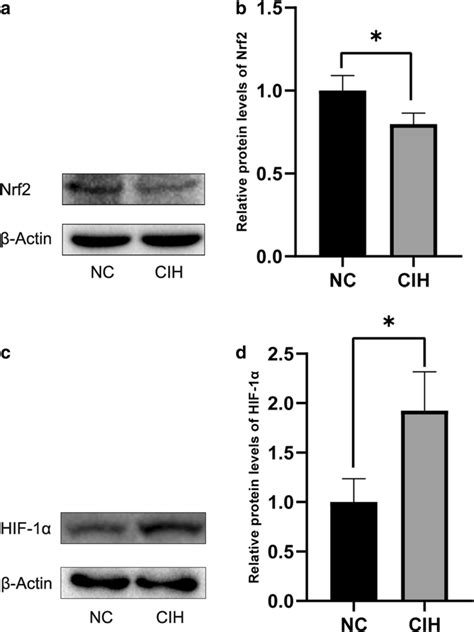 Comparison Of The Protein Expression Levels Of Nrf2 And Hif 1α Between