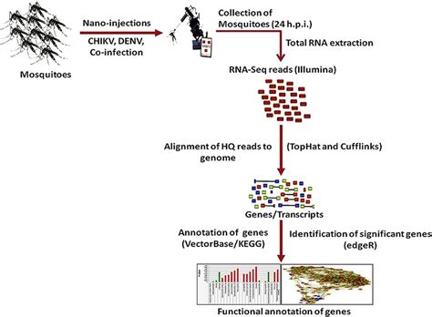 Graphic Representation Of The Workflow Followed For High Throughput