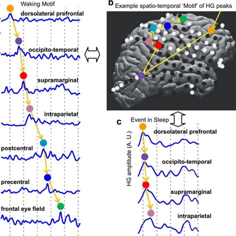 Spatio Temporal Cortical Activity Events And Motifs A Example Waking