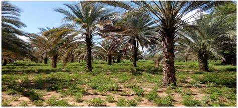Variability Of Some Nigerian Date Palm Phoenix Dactylifera L