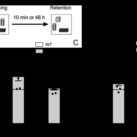 Object Place Recognition Memory In Msk1 And Msk2 Ko Mice Schematic