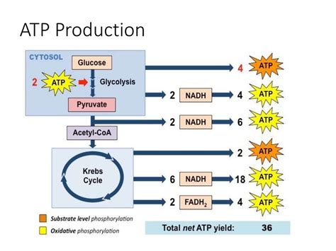 Atp Structure And Function Anaerobic And Aerobic Respiration
