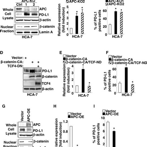 Loss Of Apc Induces Pd L1 Transcription By Binding Of β Catenin Tcf4