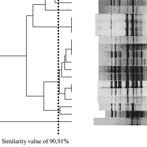 Rapd Patterns And Similarity Dendrogram With Coc And On2 Primers For 18
