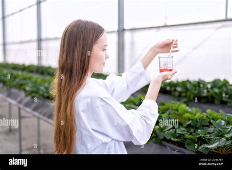 Investigador De Frutas En Agricultura Hidropónica De Invernadero Prueba