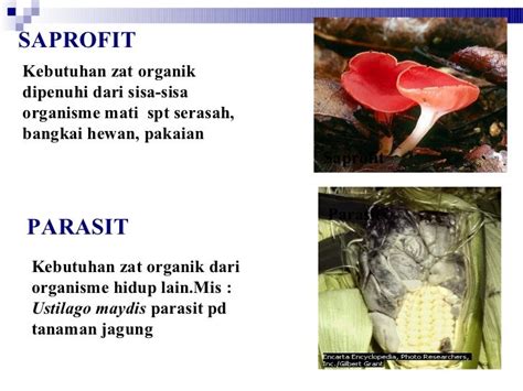 Gambar Pelajaran Struktur Tubuh Jamur Gambar Fungsinya Di Rebanas Rebanas