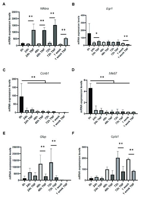 Gene Expression Levels Of Nsc And Astrocyte Markers Following Treatment