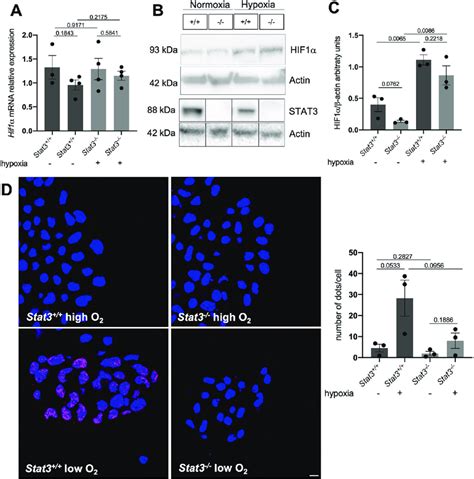 Stat3 Physically Interacts With Hif1α A Rt Qpcr Analysis Of Hif1α Mrna