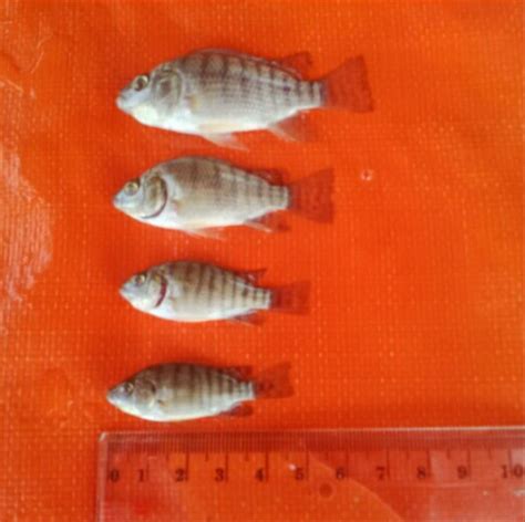 Cara Ternak Ikan Nila Agar Cepat Besar Siap Panen Rekreartive