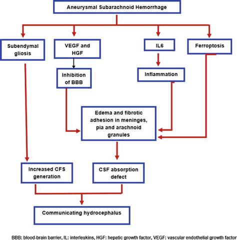 Aneurysmal Subarachnoid Haemorrhage Asah And Hydrocephalus Fact And