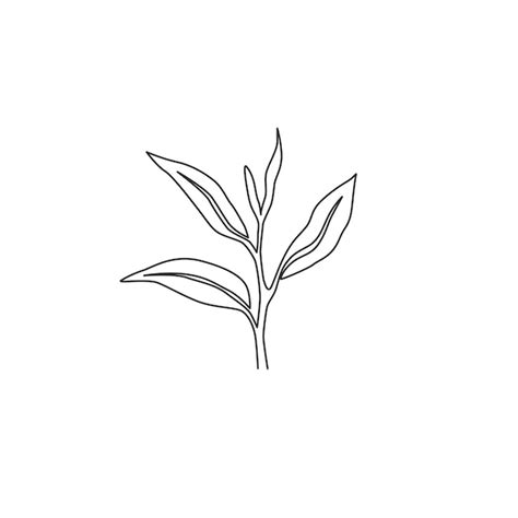 Premium Vector One Continuous Line Drawing Of Healthy Organic Tea