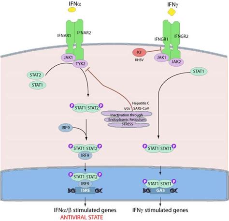 Jak Stat3 Signaling Pathway