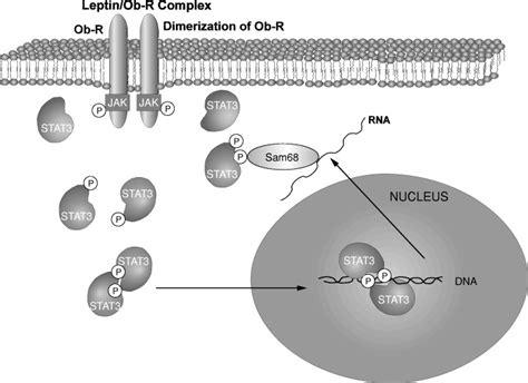 Leptin Receptor Signalling Via Jak Stat Pathways In Pbmc The Leptin