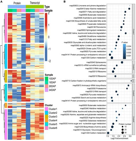 Frontiers Quantitative Transcriptomic And Proteomic Analysis Of Fruit