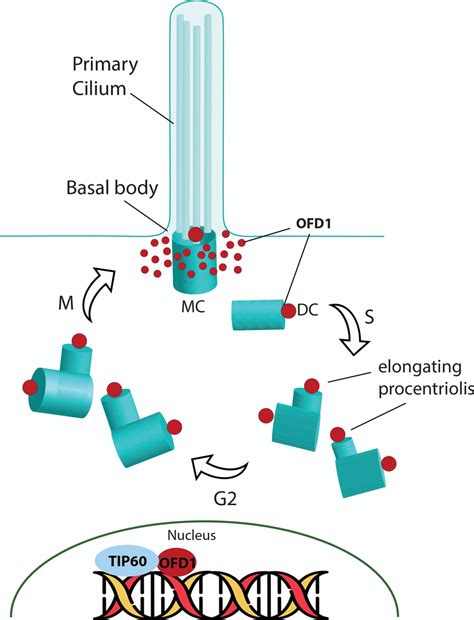 Diagram Summarizing The Different Subcellular Localizations Of The Ofd1